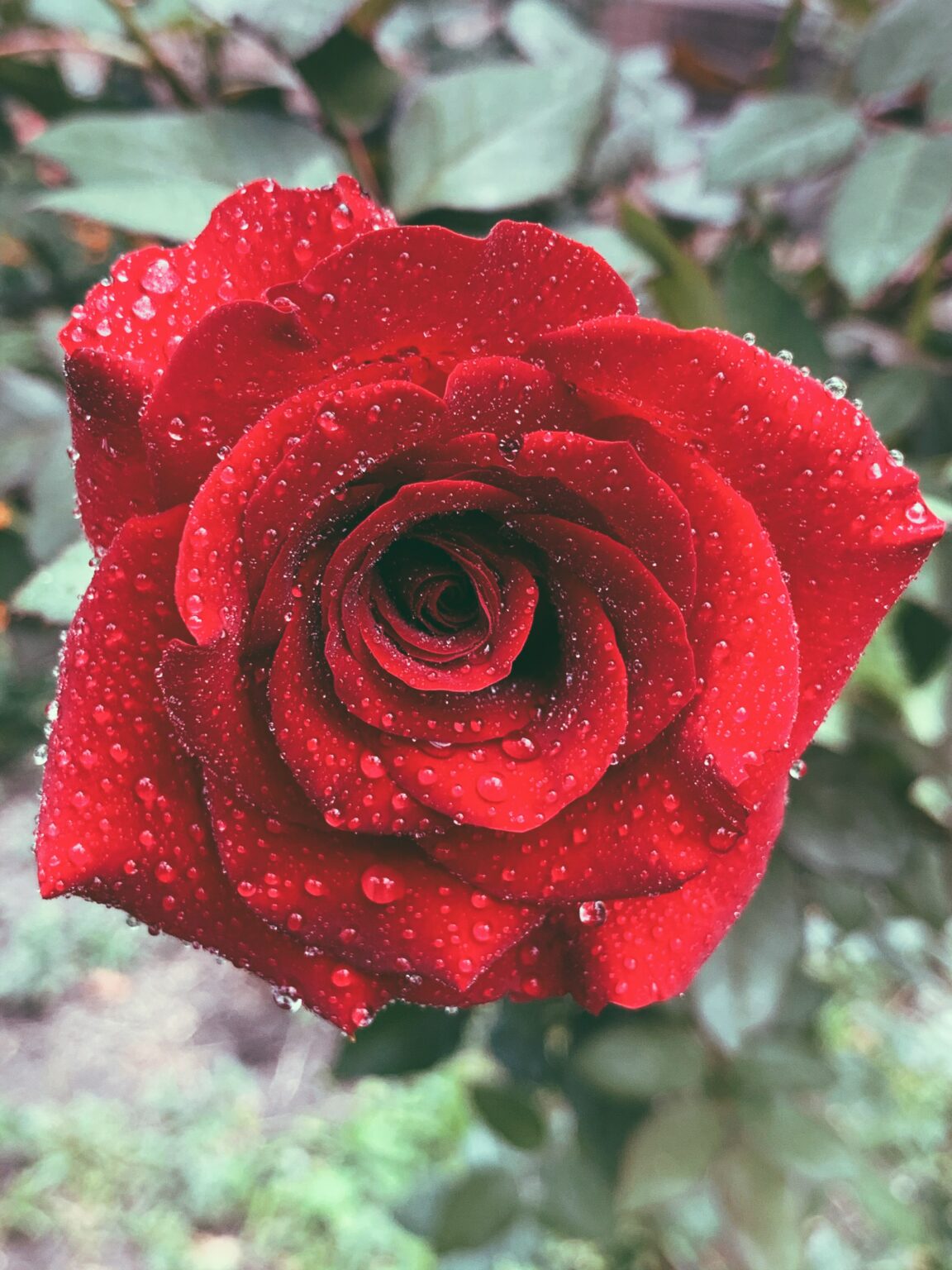 Urn roos kopen? De mooiste urnen in de vorm van een roos